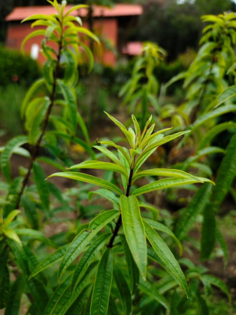 Cidrón. – Cultivamos el Bienestar