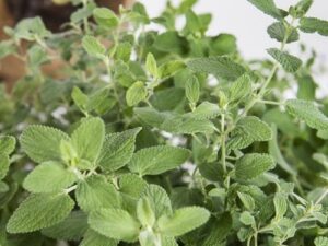 Hierba Gatera – Cultivamos el Bienestar